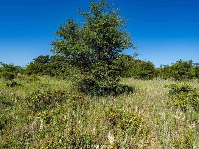 9999 County Road 240, Rising Star, TX 76471