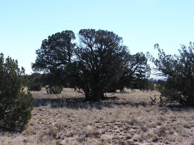 9 N9131, Concho, AZ 85924