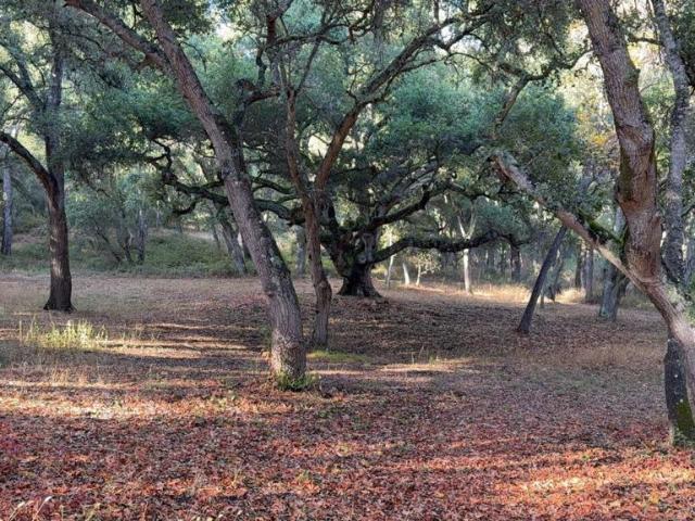 9 Garzas Lot 49 Trail