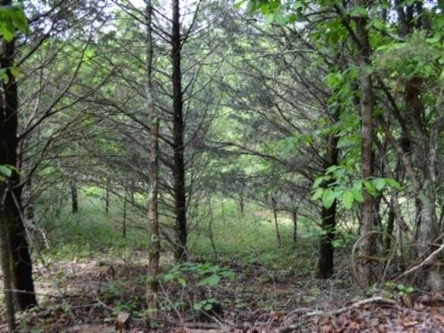 9AC Beachamp Rd, Burkesville, KY 42717