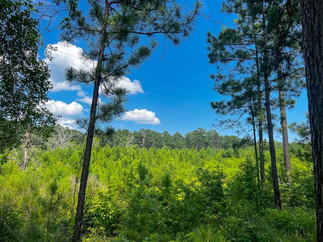02 Fire Tower Road