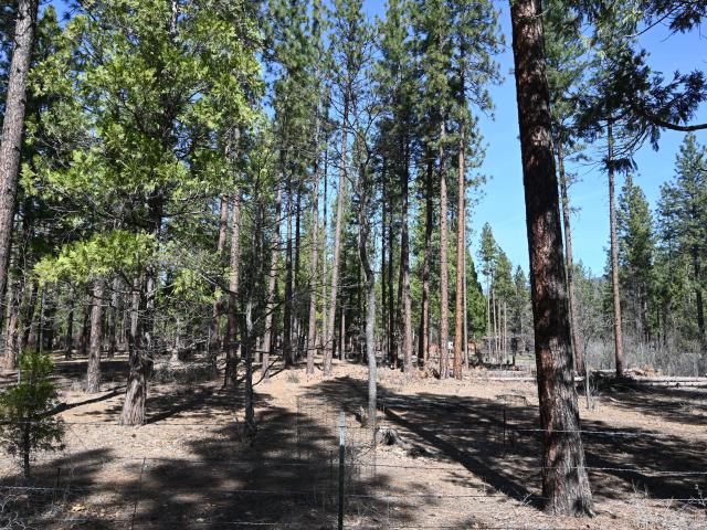 00000 Pine Shadows