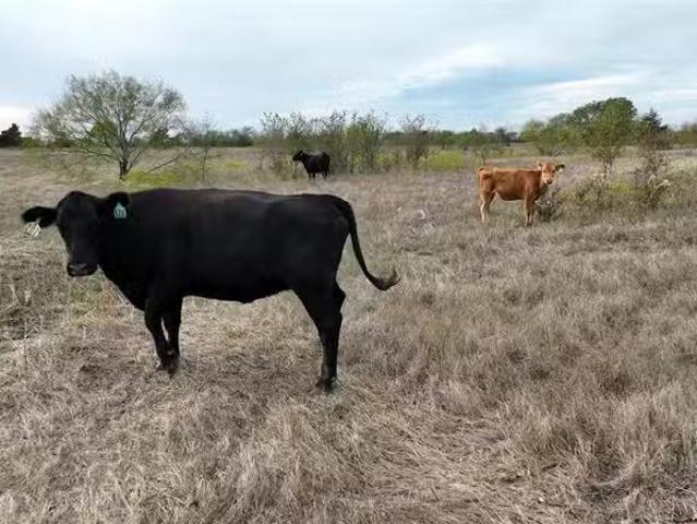 0000 Channing Ln, Wills Point, TX 75169