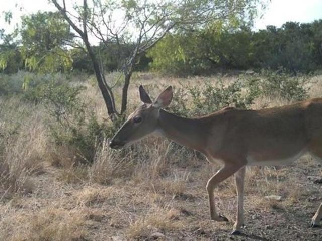 000 103 County Rd, San Diego, TX 78384