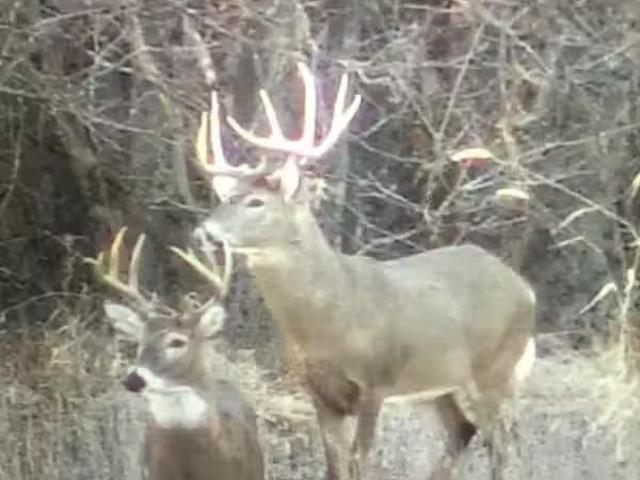 000 COUNTY ROAD 2450, HUNTSVILLE, MO 65259 Vacant Land For Sal.