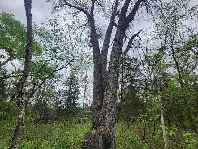 000 County Road 250 163