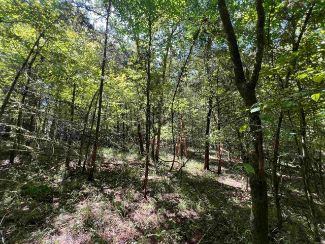 000 Davidson Campground Rd