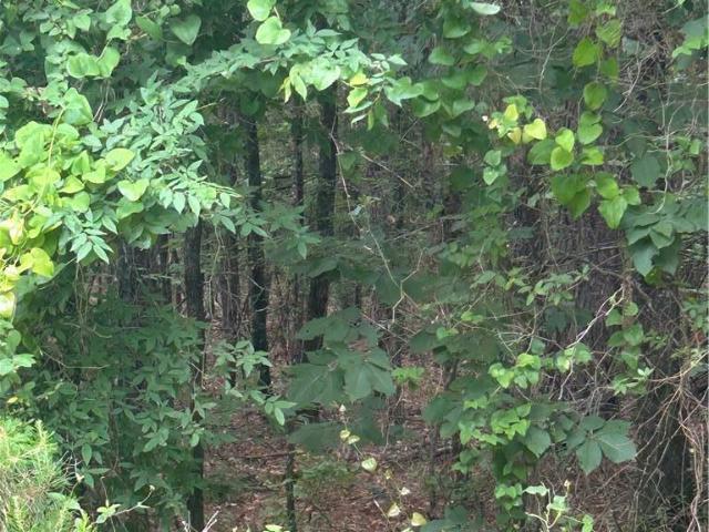 000 Wildcat Hollow