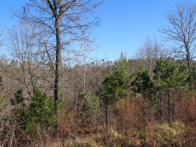 001 00494 tator Knob Lane