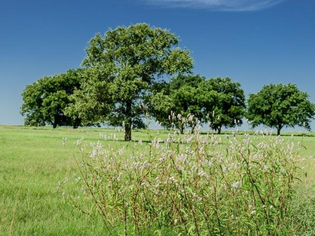 001 W Pleasant Valley Rd, Henrietta, TX 76230