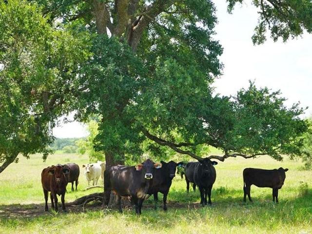 0050 County Road 419, Navasota, TX 77868