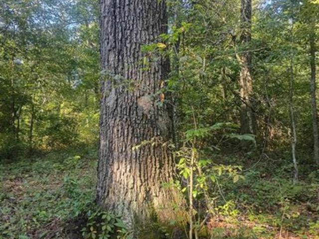 007 McKesie St Lot 3, Riverside, AL 35135