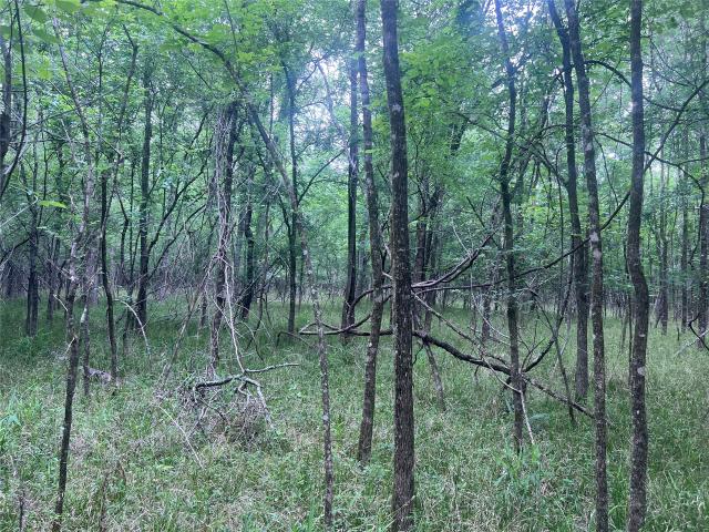 00 Wilderness Road