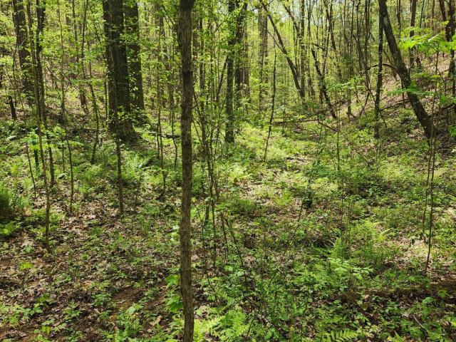00 Chestnut Mountain Road
