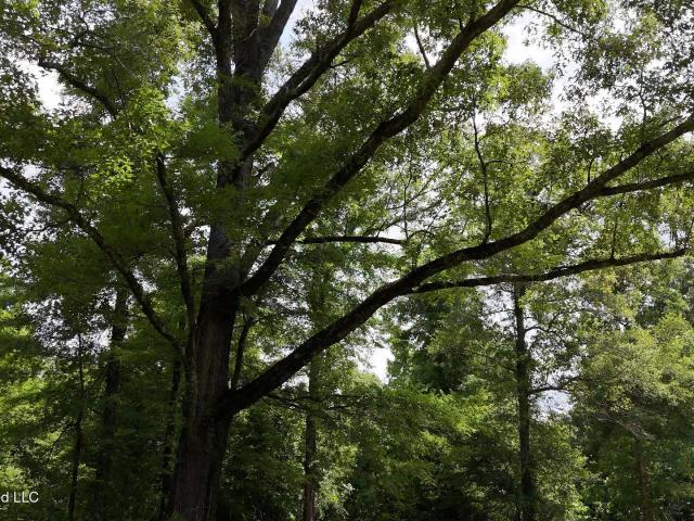 00 Dogwood Road