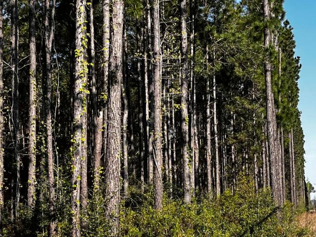 00 Gavin Hamilton Rd, Moss Point, MS 39562