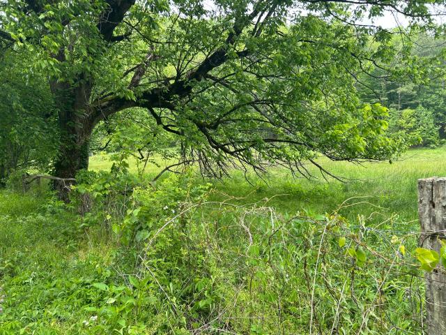 00 Jacks Creek Road