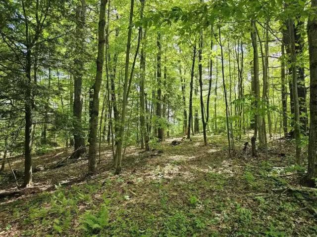 00 Kennedy Brook Drive, Stoddard, NH 03464 645361718