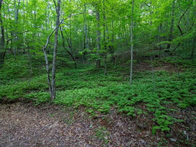 00 Laurel Mountain Road