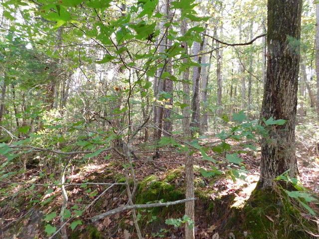 00 Mt Springs Rd