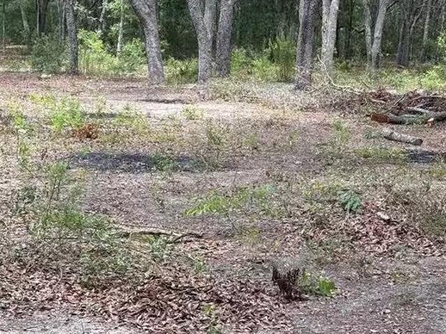 00 NE 120th Ave, Bronson, FL 32621 MLS T3536983