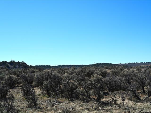 00 Pajarito DR