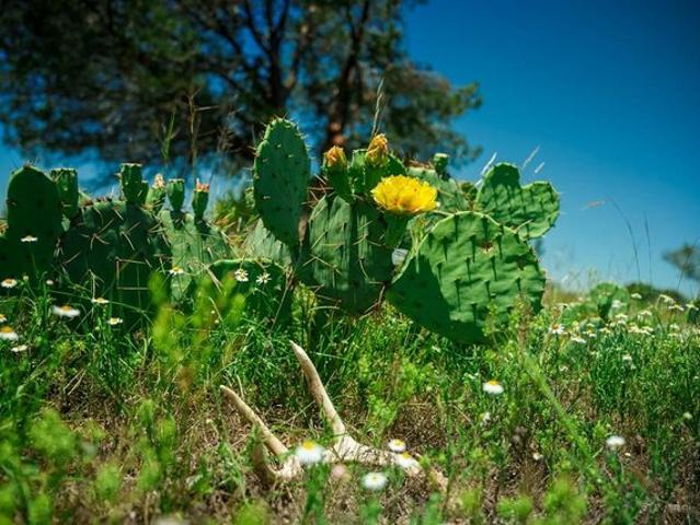 00 Ranch Road 2291 Rm 2291, Menard, TX 76859