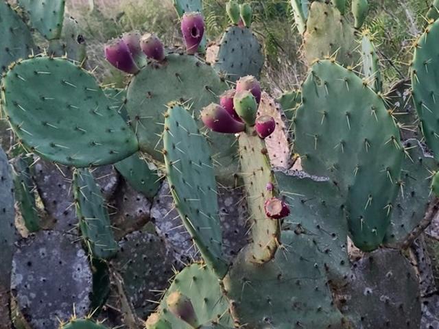 00 Sendero Creek Ranch 4