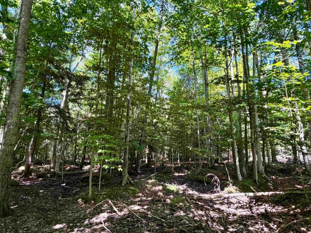 00 Shawnee Trail # Lot: 40