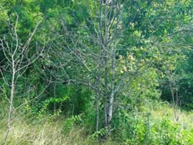 00 Split Pine Cove