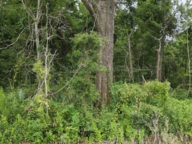 02 Coulee Swamp Rd Highway 134, Collinston, LA 71229