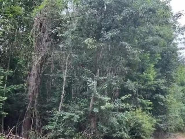 0 Mt Pleasant Church Rd, Pineview, GA 31071 MLS 10359668