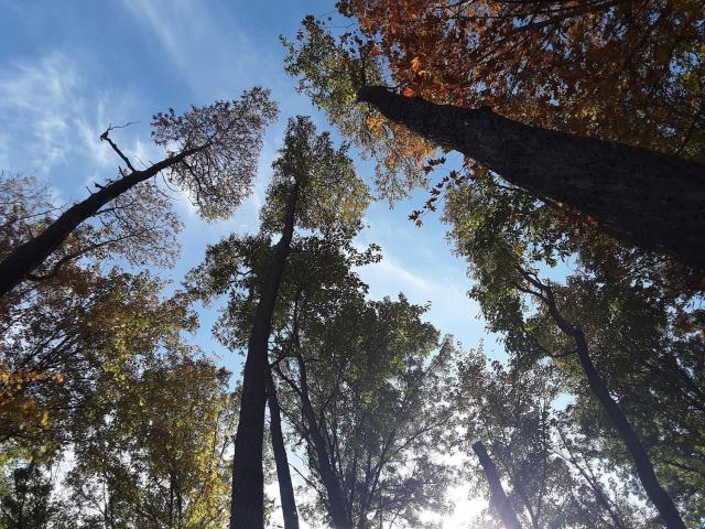 0 Magnolia Trail