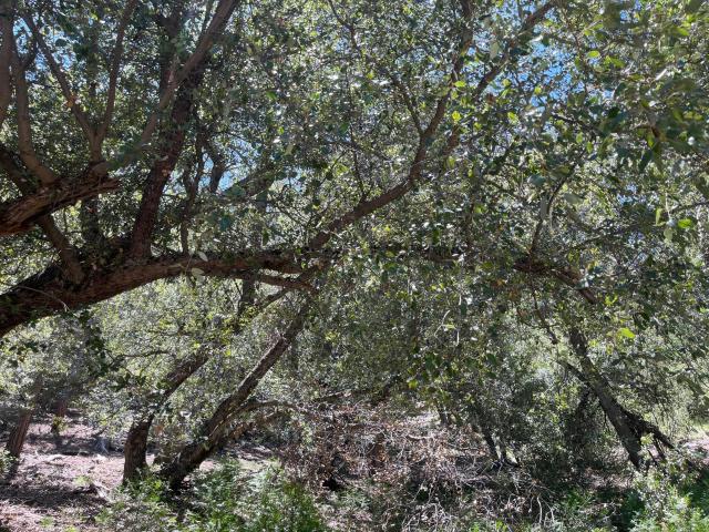0 Middleridge Dr, Idyllwild, CA 92549 | MLS #219145 | Compass