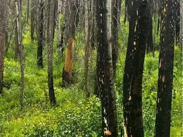 0 Old Ballard Logging Rd, Loveland, CO 80537 648544097