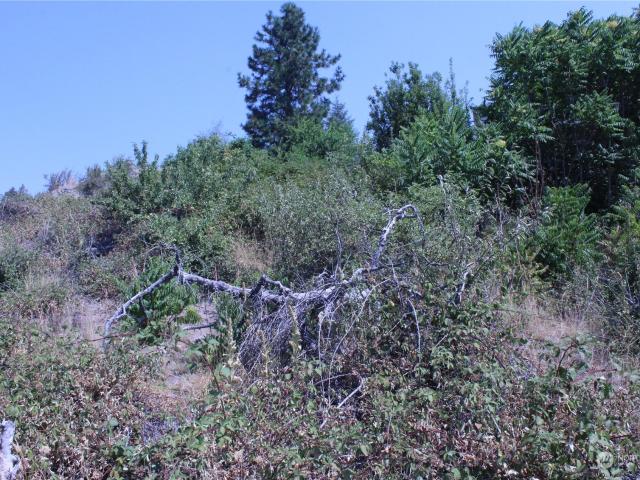 0 Olive Ave, Manson, WA 98831 | MLS #2269
