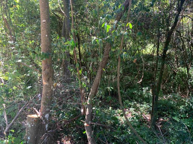 0 Buck Lake Rd, Tallahassee, FL 32317 | MLS #391029 | Compass