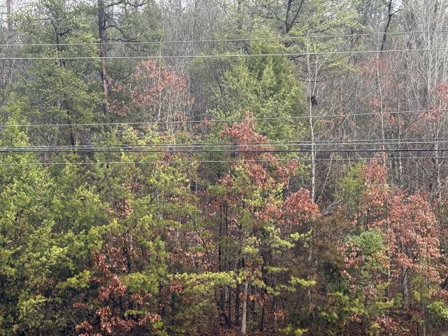 0 Birds Creek