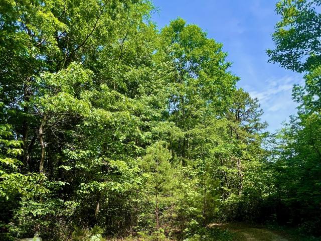 0 Bluff Mountain, Dillard, GA 30537 | MLS #10779