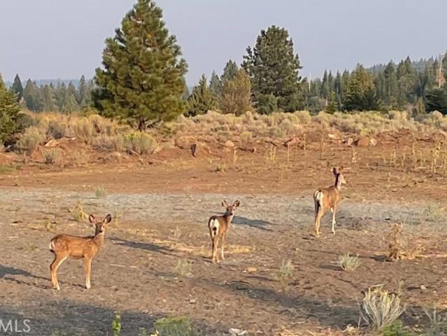 0 Bobcat Drive