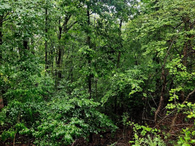 0 Cedar Lane