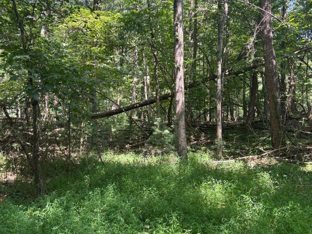 0 Cheatham Rd, Monroe, VA 24574 | MLS #360560