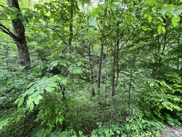 0 Clay Lick Rd, Whites Creek, TN 37189 | MLS #3047