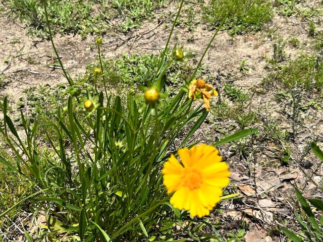 0 Cleyera Drive