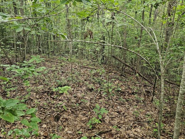 0 Company Farm Rd, Coalmont, TN 37313 | MLS #3119 | Compass