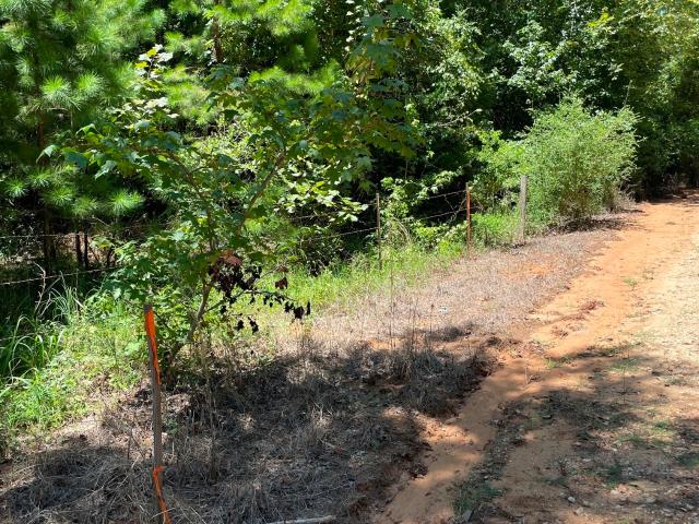 0 County Road 1655