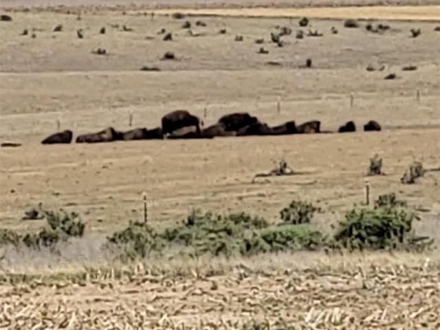 0 County Road 81