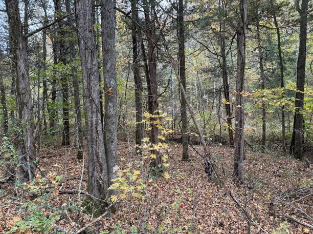 0 Denton Dr, Linden, TN 37096 | MLS #2759