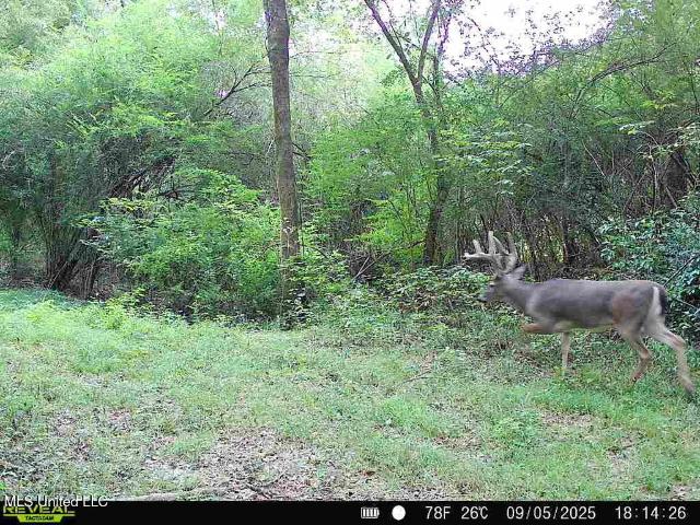 0 E Old Hwy, Morton, MS 39117 | MLS #4113 | Compass