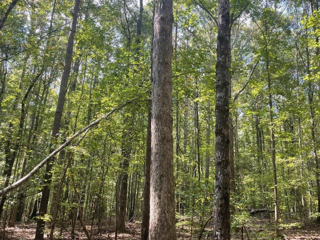 0 Elder Rd, Griffin, GA 30223 | MLS #10619